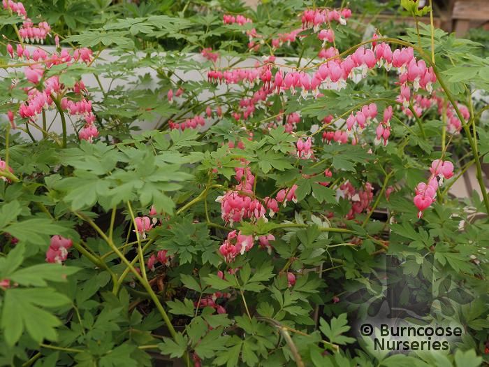 Dicentra Spectabilis from Burncoose Nurseries
