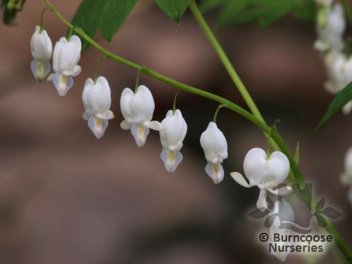 Dicentra Spectabilis 'Alba' from Burncoose Nurseries