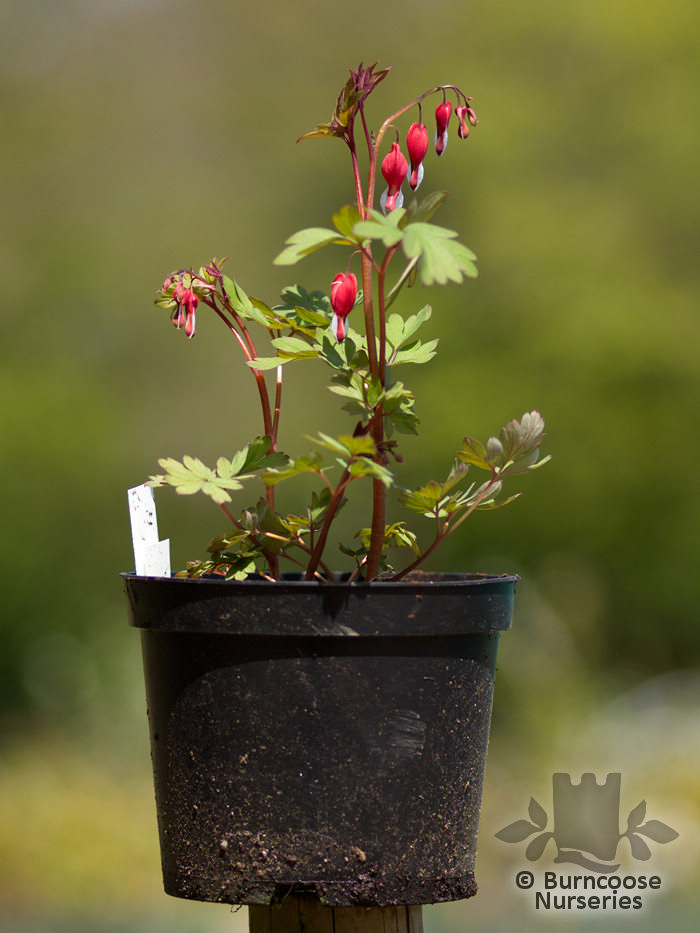 Dicentra Spectabilis 'Valentine' from Burncoose Nurseries