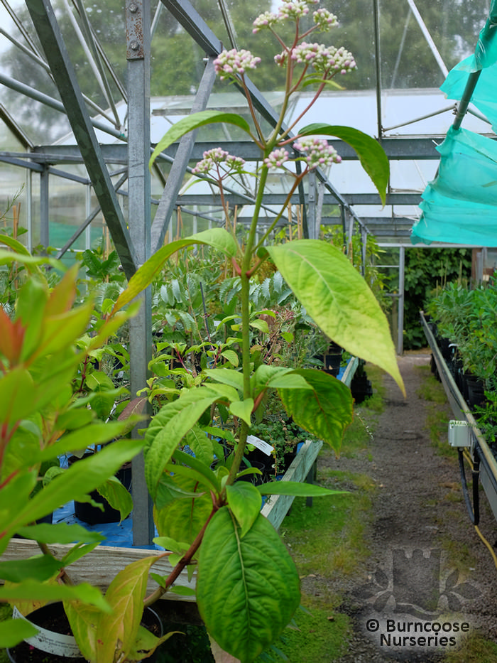 Dichroa Febrifuga from Burncoose Nurseries