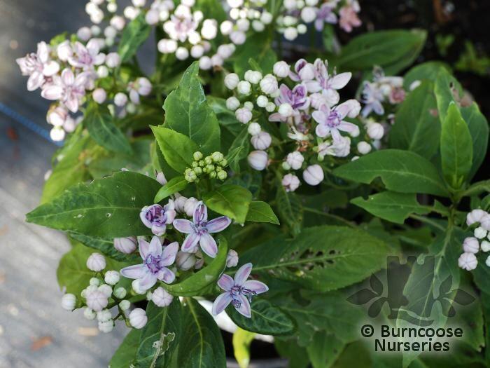 Dichroa from Burncoose Nurseries
