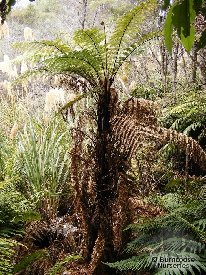 Dicksonia Squarrosa from Burncoose Nurseries