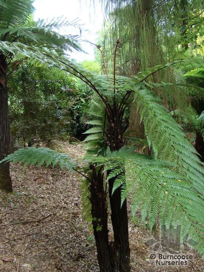 Dicksonia Squarrosa from Burncoose Nurseries