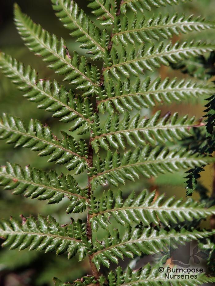 Dicksonia Fibrosa from Burncoose Nurseries