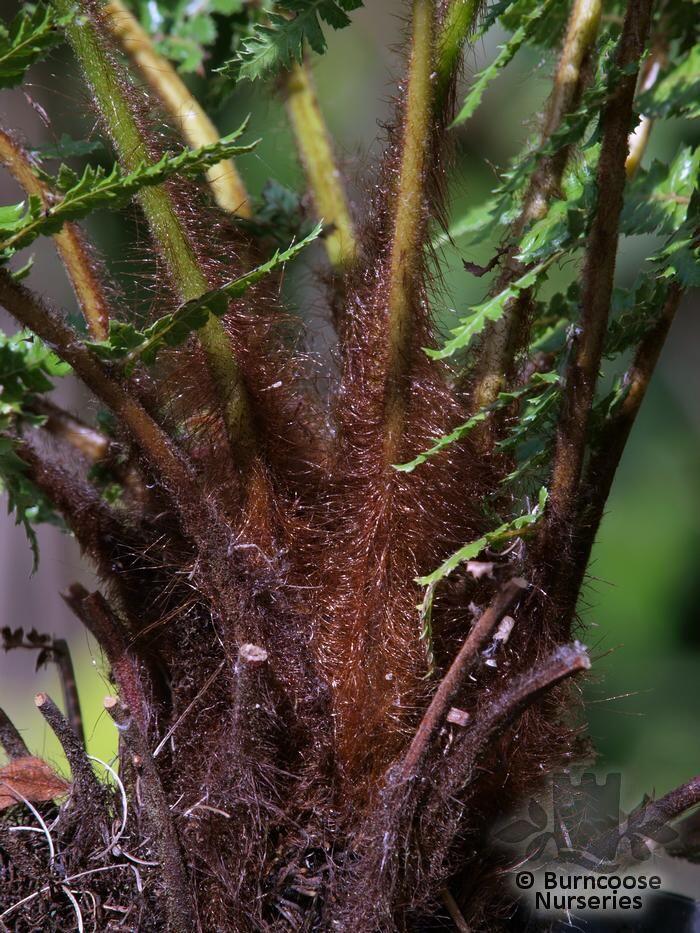 Dicksonia Fibrosa from Burncoose Nurseries
