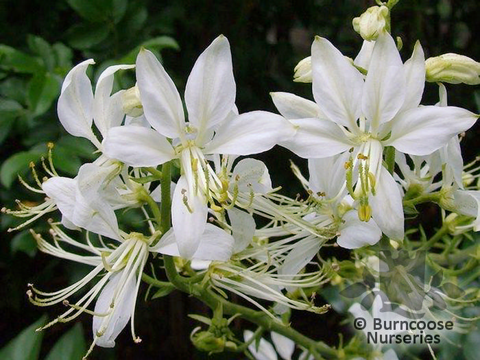Dictamnus Albus 'Albiflorus' from Burncoose Nurseries