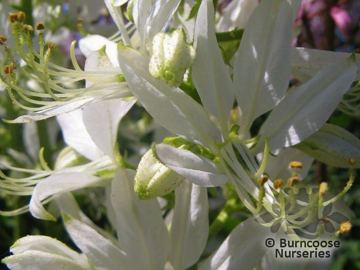 Dictamnus Albus 'Albiflorus' from Burncoose Nurseries