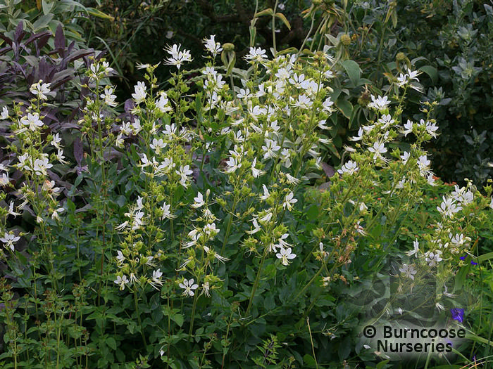 Dictamnus Albus 'Albiflorus' from Burncoose Nurseries