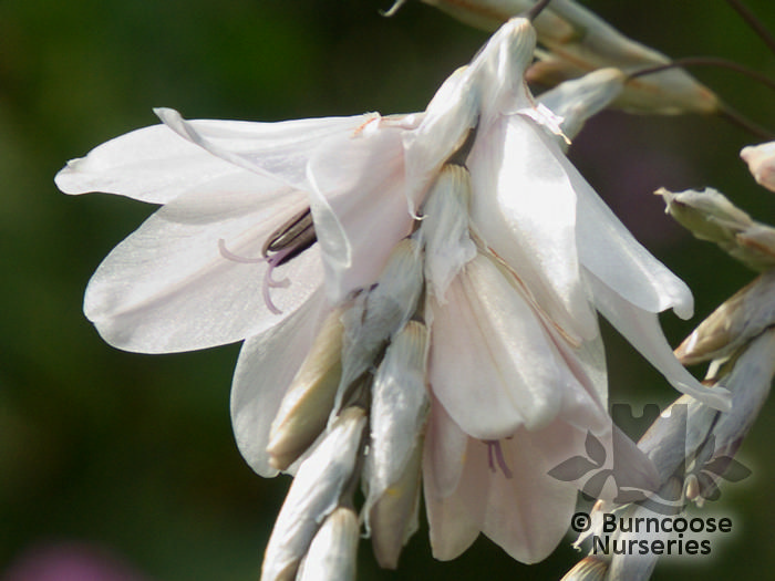 Dierama from Burncoose Nurseries