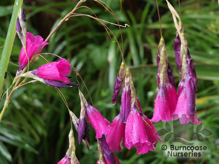 Dierama from Burncoose Nurseries