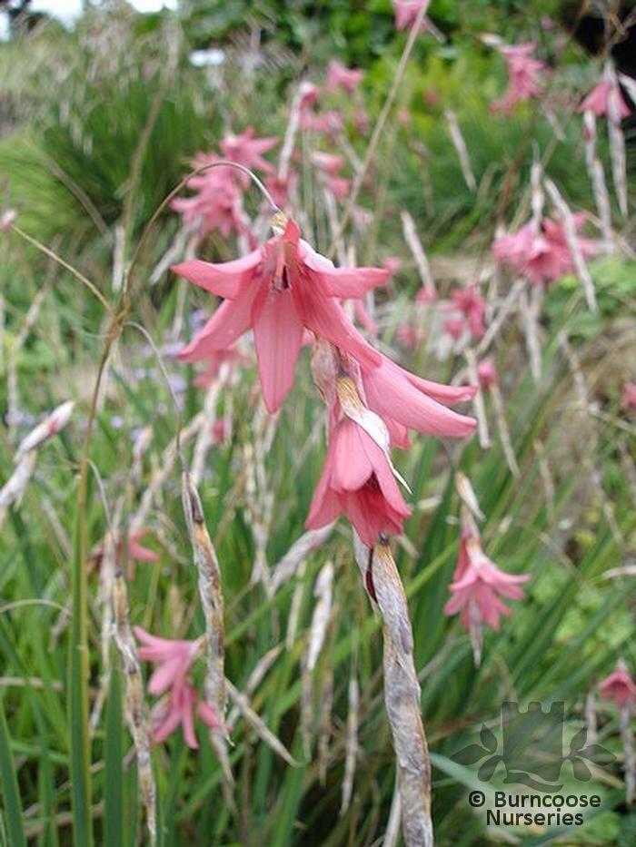 Dierama Igneum from Burncoose Nurseries