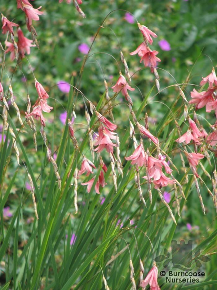 Azalea Plants Outdoor Dierama Igneum Plant In A 7cm Pot (Starter Plant ...