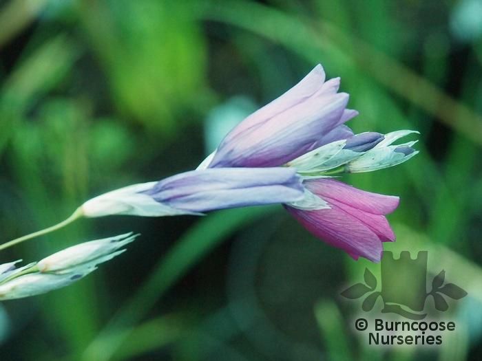 Dierama from Burncoose Nurseries