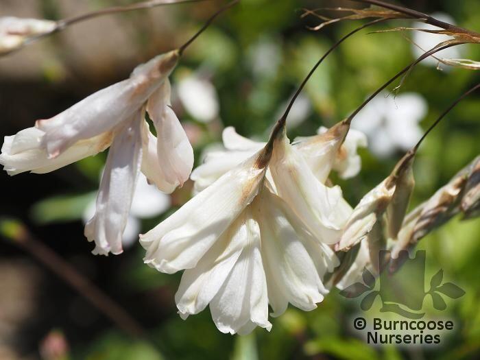 Dierama Pulcherrimum Var. Album from Burncoose Nurseries
