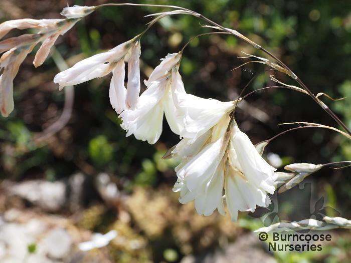 Dierama Pulcherrimum Var. Album from Burncoose Nurseries
