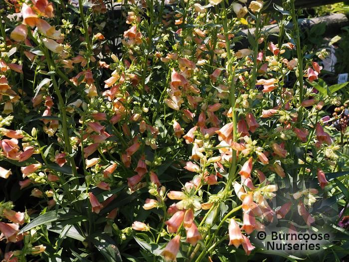 Digitalis 'Goldcrest' from Burncoose Nurseries
