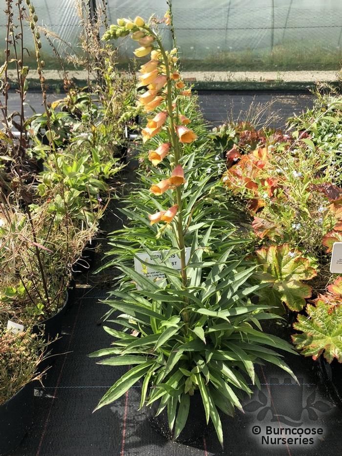 Digitalis 'Goldcrest' from Burncoose Nurseries