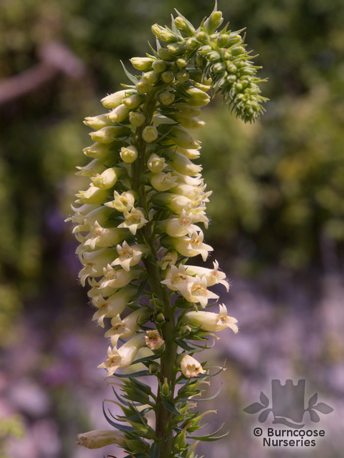 Digitalis Grandiflora from Burncoose Nurseries
