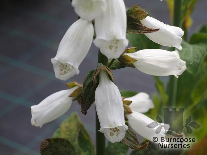 Digitalis Purpurea 'Snow Thimble' from Burncoose Nurseries