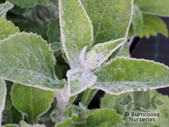 Digitalis Purpurea 'Silver Fox' from Burncoose Nurseries