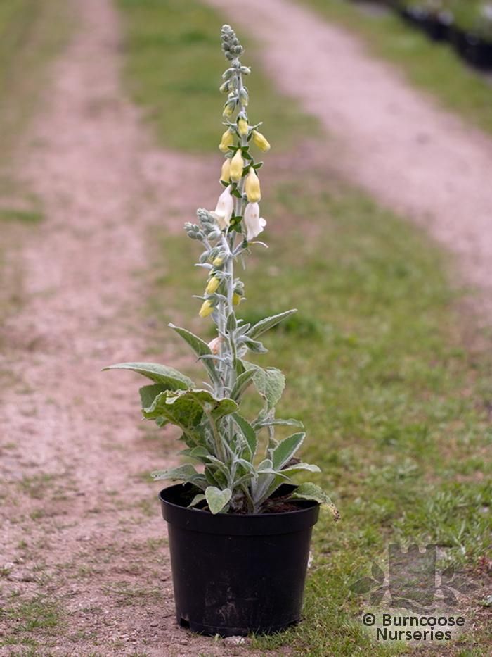 Digitalis Purpurea 'Silver Fox' from Burncoose Nurseries