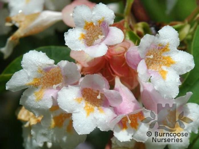 Dipelta Floribunda from Burncoose Nurseries