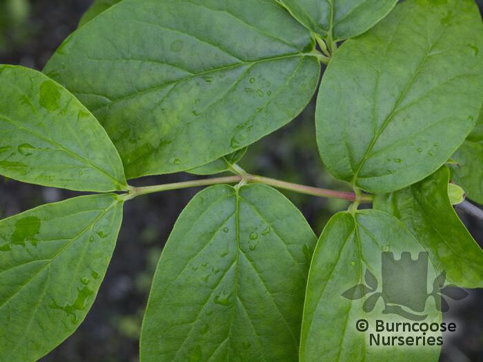 Dipelta Floribunda from Burncoose Nurseries
