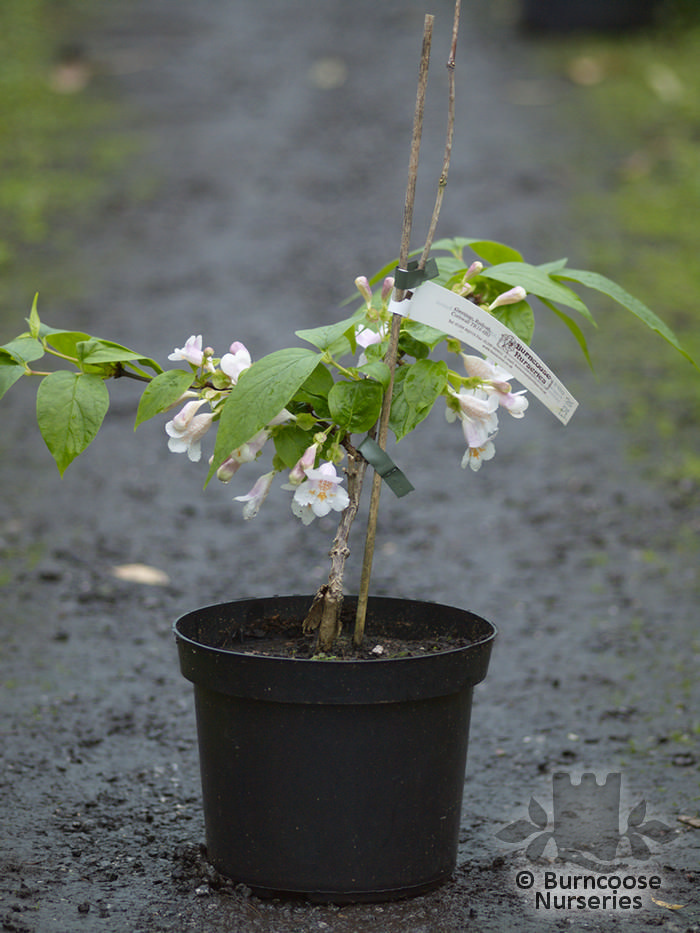Dipelta Floribunda from Burncoose Nurseries