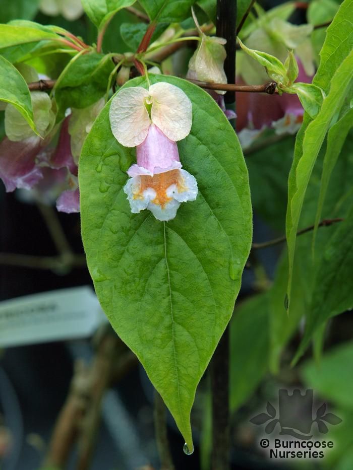 Dipelta from Burncoose Nurseries