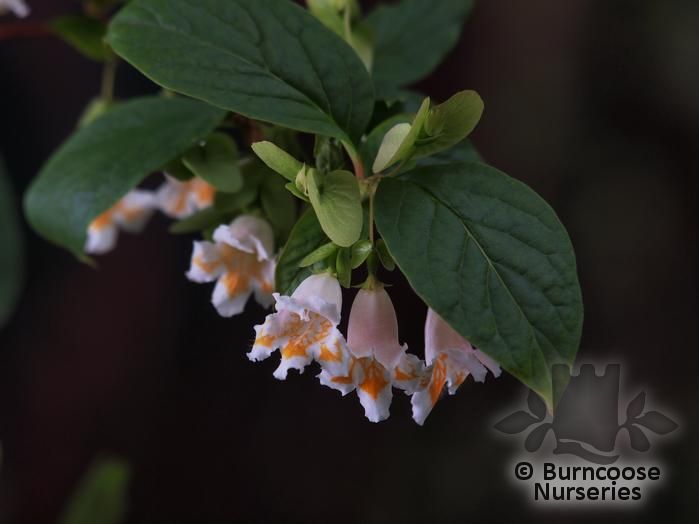 Dipelta from Burncoose Nurseries