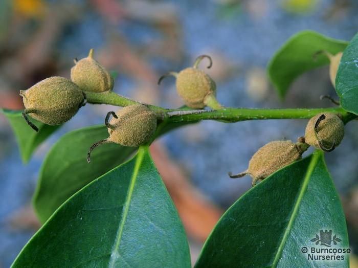 Distylium from Burncoose Nurseries