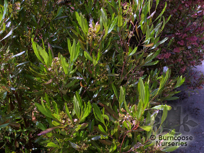 Dodonea from Burncoose Nurseries
