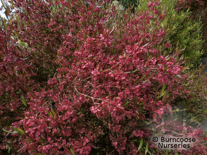 Dodonea Viscosa 'Purpurea' from Burncoose Nurseries