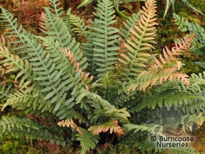 Hardy Ferns Doodia Aspera 'Rough Ruby' from Burncoose Nurseries