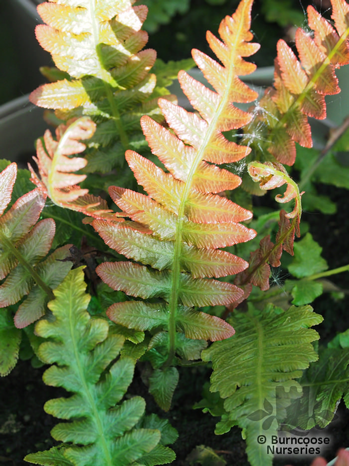 Hardy Ferns Doodia Aspera 'Rough Ruby' from Burncoose Nurseries