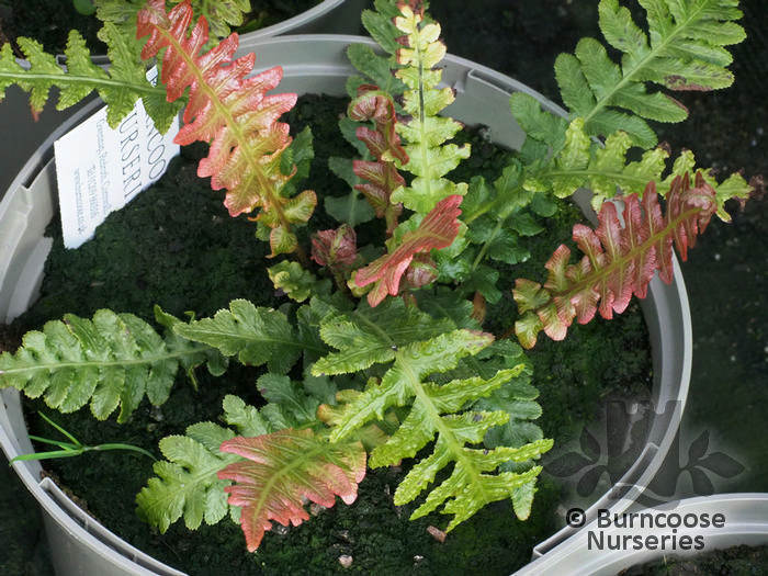 Hardy Ferns Doodia Aspera 'Rough Ruby' from Burncoose Nurseries