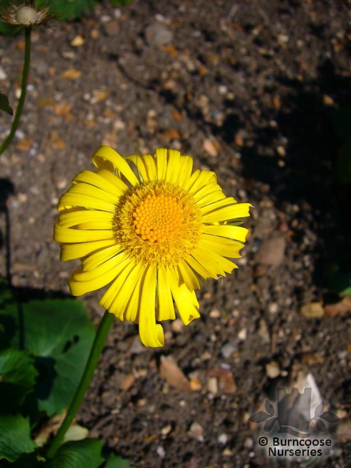 Doronicum from Burncoose Nurseries
