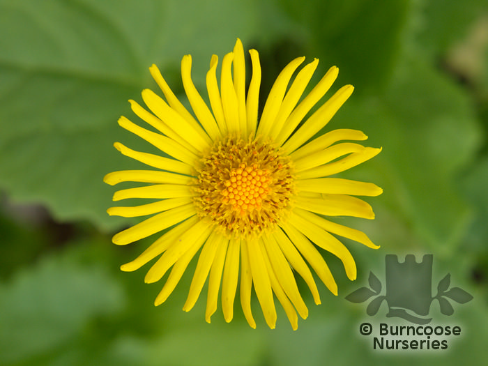 Doronicum from Burncoose Nurseries
