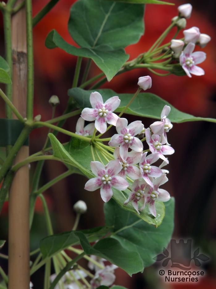 Dregea from Burncoose Nurseries