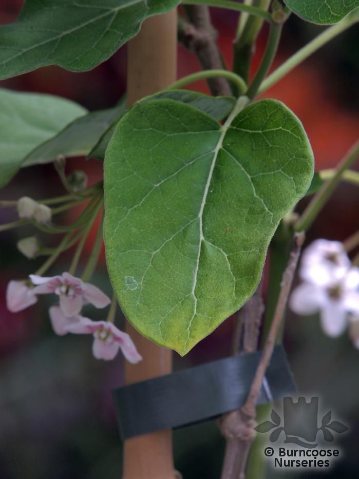 Dregea from Burncoose Nurseries