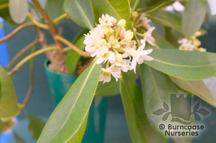 Drimys Winteri from Burncoose Nurseries