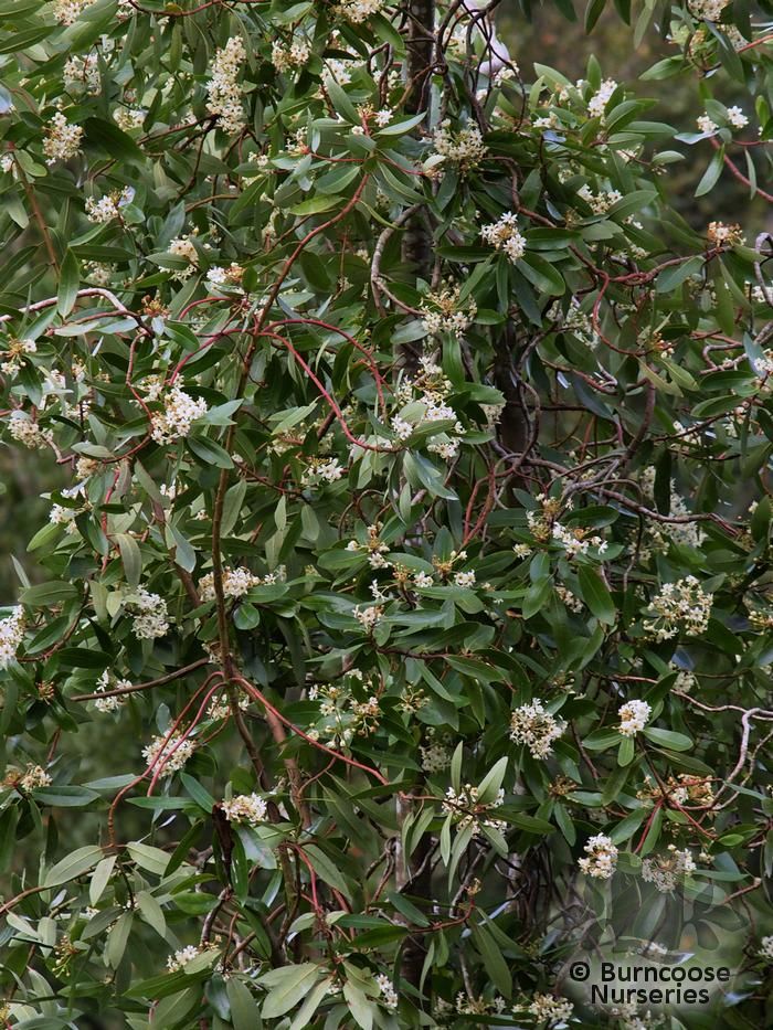 Drimys from Burncoose Nurseries