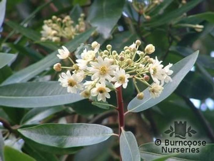 Drimys from Burncoose Nurseries