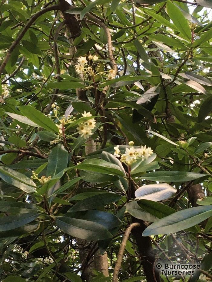 Drimys Winteri from Burncoose Nurseries