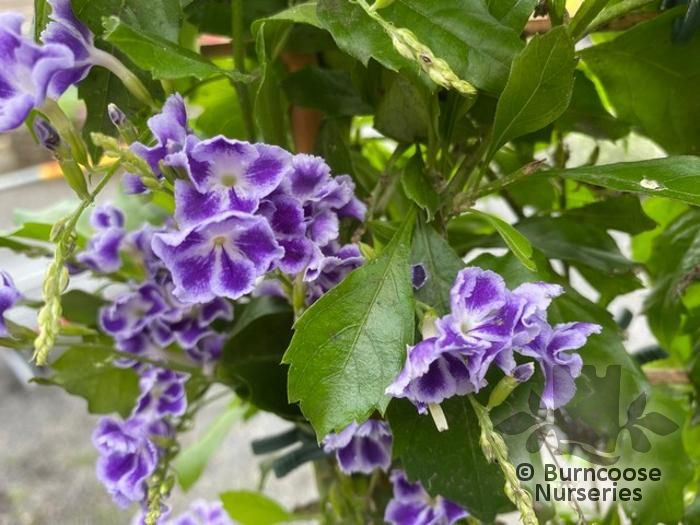 Duranta Erecta from Burncoose Nurseries