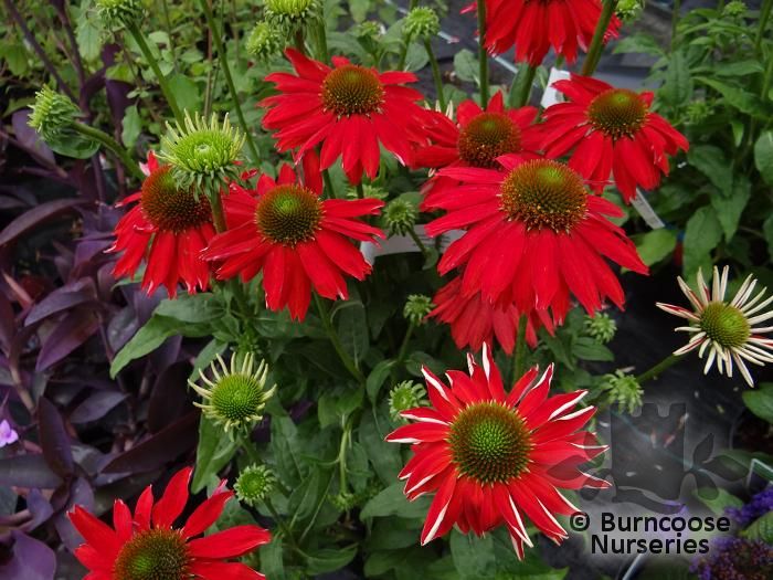 Echinacea 'Sombrero Salsa Red' from Burncoose Nurseries