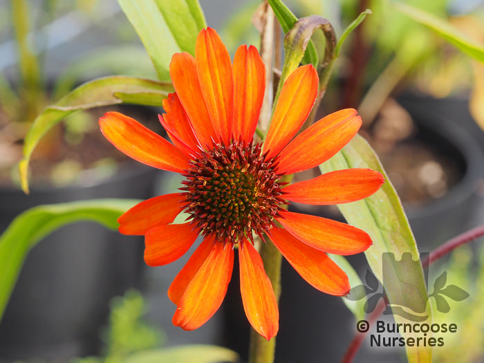 Echinacea 'Tiki Torch' from Burncoose Nurseries