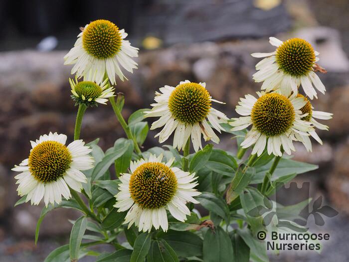 Echinacea 'White Meditation' from Burncoose Nurseries