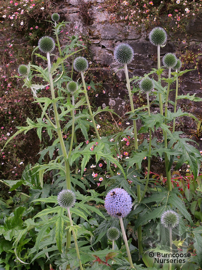 Echinops Bannaticus from Burncoose Nurseries