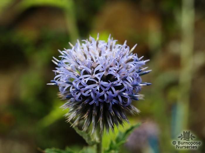 Echinops Bannaticus 'Taplow Blue' from Burncoose Nurseries